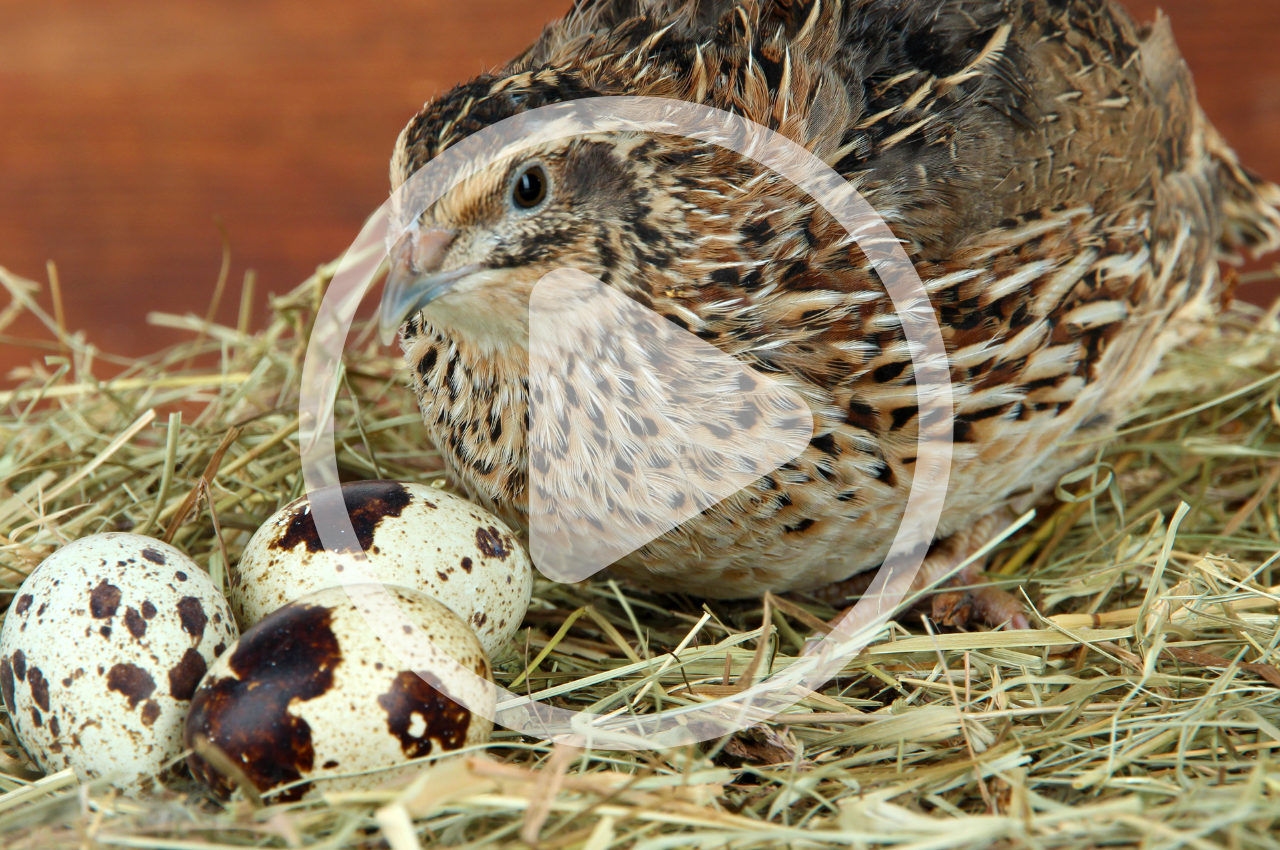 Raising Quail for Meat and Eggs – Mother Earth News